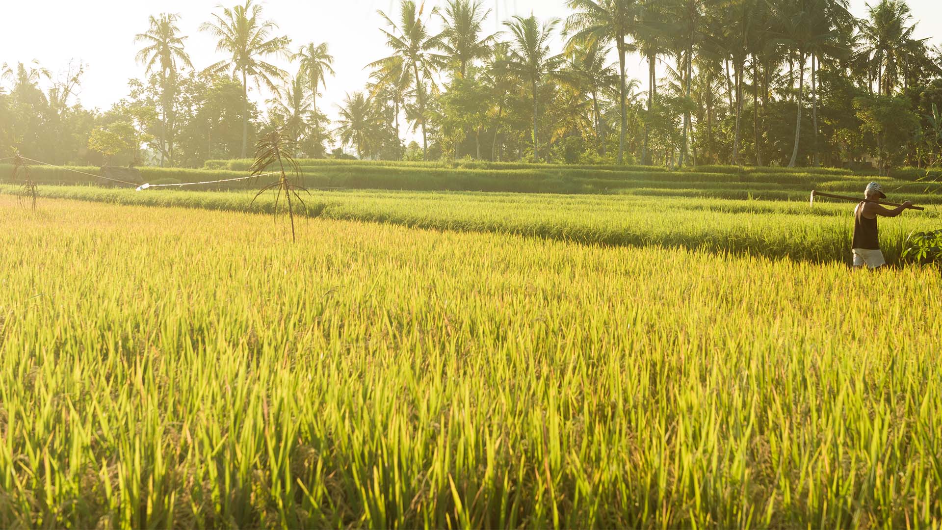 Mudim – Mudim Zakaria Food Industries Sdn. Bhd.